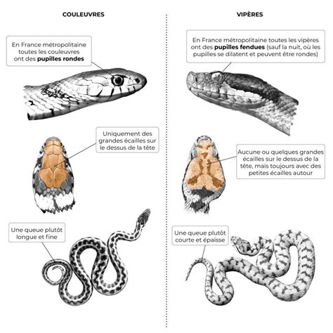 Couleuvre Ou Vipère Le Saviez Vous Serpents De France