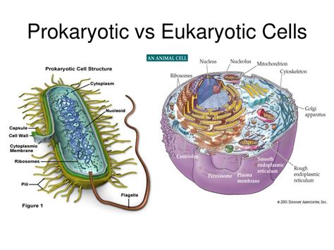 Examples Of Eukaryotic Cells