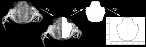 Outline Ontogeny Analysis Figures