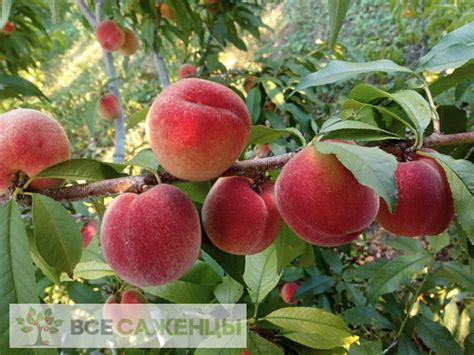 Цена на Персик Харроу Даймонд - купить саженцы