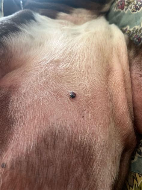 What Is This Nipple Looking Spot On My Dog Rdogadvice