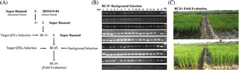 A Schematic Summary Of Procedures For Introgression Of Drought
