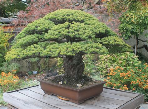 400 Year Old Japanese White Pine Bonsai At The National Bonsai Museum