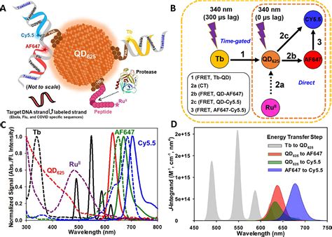 Multiplexed Dna And Protease Detection With Orthogonal Energy Transfer