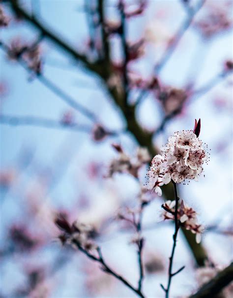 Top 999 Natural Flower Wallpaper Full Hd 4k Free To Use