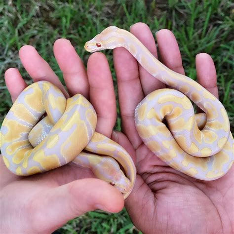 Jstar Morphs Meet The Collection Male And Female Candys 🍭 From Hulkersherps • Jstarmorphs