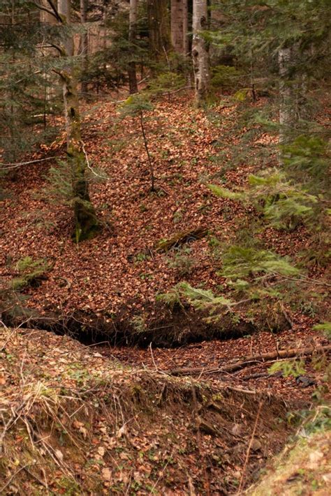 The Ground Is Covered With Leaves Trees In The Forest Stock Image