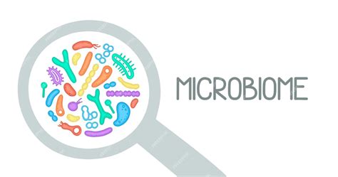 박테리아 벡터 이미지의 미생물군집 그림 위장병 전문의 Bifidobacteria Lactobacilli 프리미엄 벡터