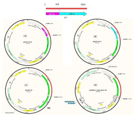 Cells And Fugu Response To Capsid Of Bfnnv Genotype