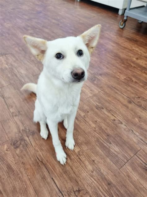 진도믹스다롱 강아지책임무료분양 강아지분양 고양이분양 컴투펫 시츄 셔틀랜드쉽독 말티푸 미니핀 치와와 요크셔테리어 포메라니안 말티즈 분양