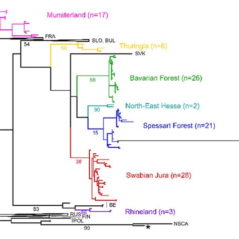 phylogenetic analysis of puumala virus l segment sequences colors