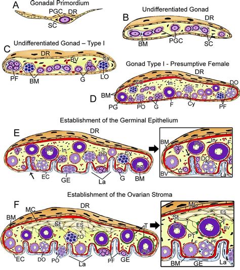 Schematic Drawing Representing The Formation Of The Germinal Epithelium