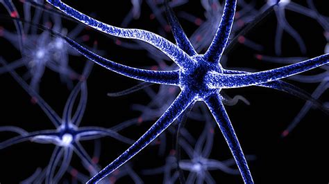 Nerve Cell Light Microscope