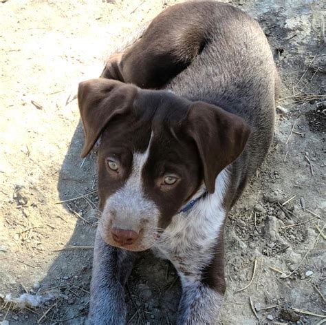 Blue Heeler Pointer Mix