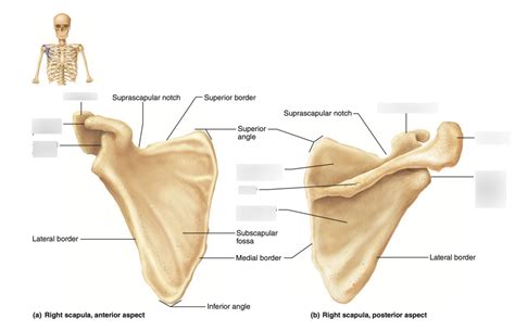 Anterior And Posterior View Right Scapula Diagram Quizlet