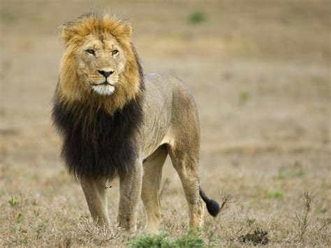 African Male Lion Stock Photos Images And Backgrounds For Free Download