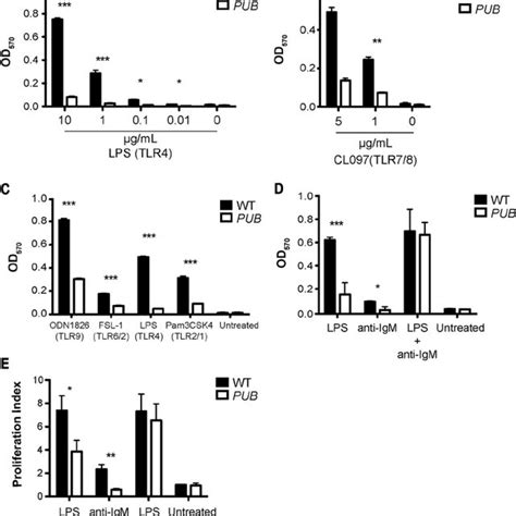 Pdf Nfkb1 Activation By The Ets Transcription Factors Pu 1 And Spi B Promotes Toll Like