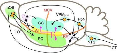 Schematic Representation Of The Olfactory And Gustatory Pathways From