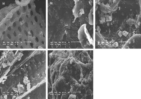 Electron Micrographs Of Biochar And Biochar Microbial Complexes A Download Scientific Diagram