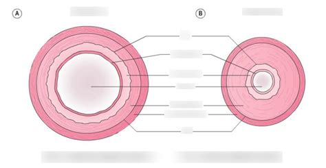 Intro To CVS Diagram Quizlet