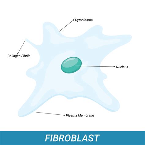 Structure Of Human Fibroblast Cell 10066614 Vector Art At Vecteezy
