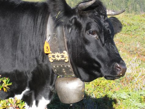 Swiss Cow Bell Significance