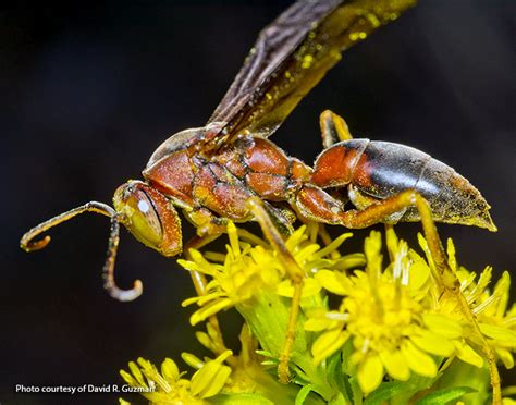 Meet Five Common Pollinators Garden Gate