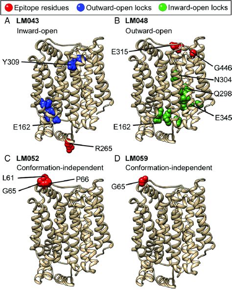 Residues That Define The Epitopes Of Glut4 Mabs And Control The