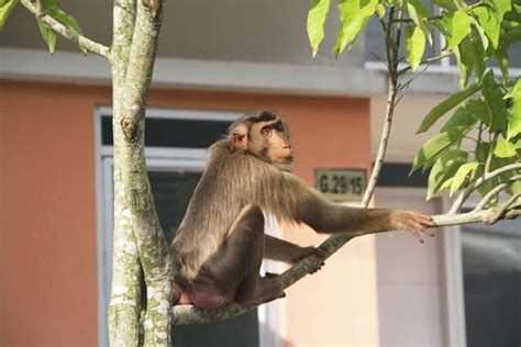 Beruk Bukan Hewan Peliharaan Biarkan Hidup Liar Di Hutan