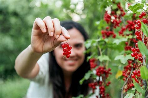 Growing Red Currants At Home For Beginners