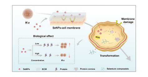 Chemical Dynamics Of Selenium Nanoparticles In Archaeal Systems Acs Nano