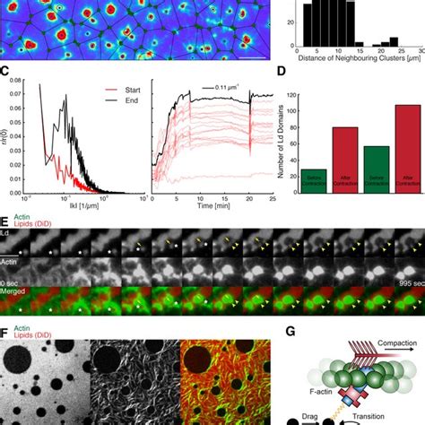 Actomyosin Contraction Induces Lipid Domain Movements And Shape