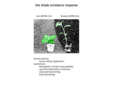 Ppt Approaches To Describe The Shade Avoidance Response Genetic