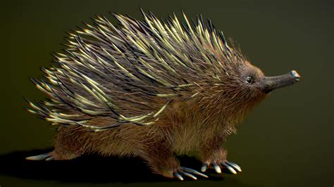 Echidna 3d Model By Nestaeric