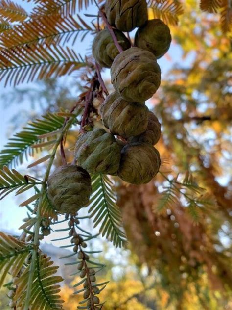 Dawn Redwood Seeds Metasequoia Glyptostroboides Sg Trees