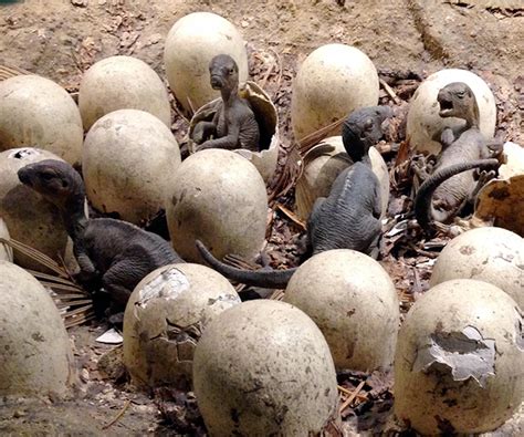 Real Dinosaur Eggs Dinosaur Eggs Hatching Youtube