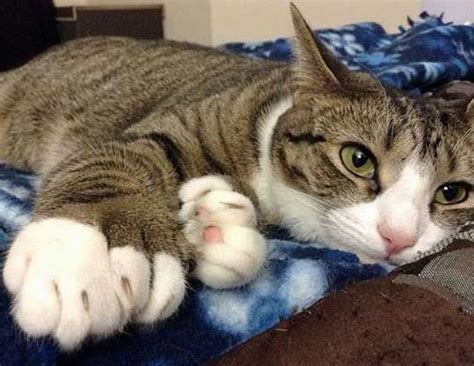 American Polydactyl Black And White