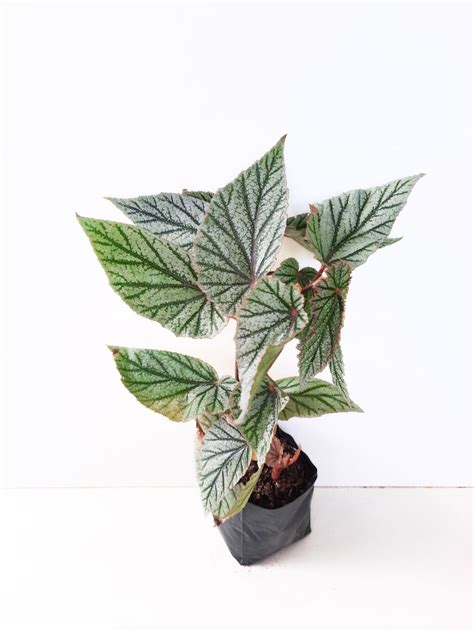 Begonia Cane Angel Wing Vijaya Nursery