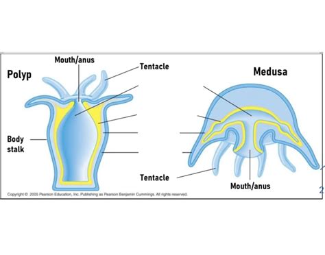 Cnidaria Polyp And Medusa Forms Anatomy Quiz