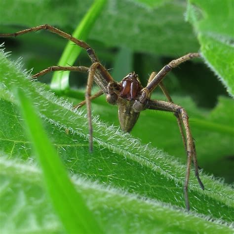 BugBlog Wildlife Garden Bug Safari