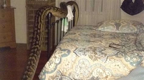 Woman Wakes Up To Find 16 Foot Long Python In Her Bedroom Woman Wakes Up To Find 16 Foot Long Python In Her Bedroom