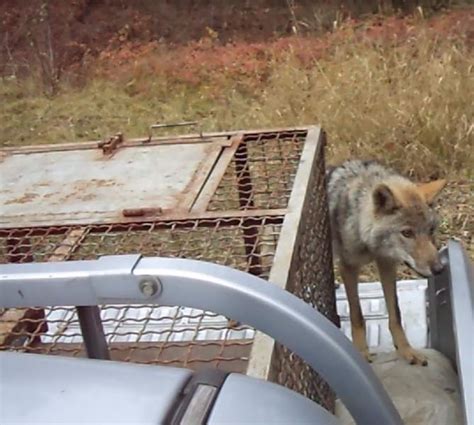 გარემოს დაცვის სამინისტრო დაჭერილი მგლის ნაცვლად ძაღლის ფოტოები შეცდომით გამოაქვეყნეს