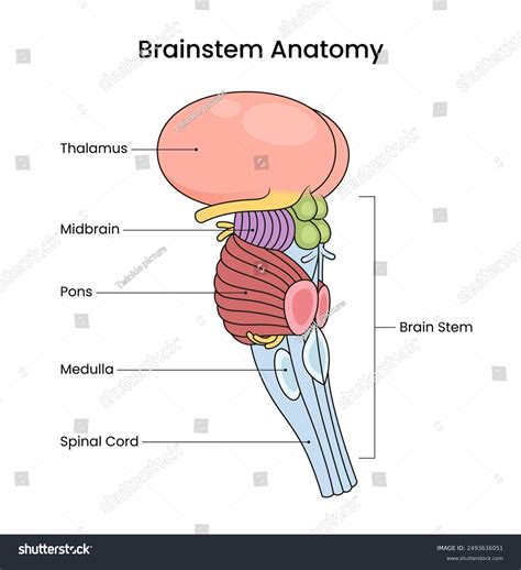 Diagram Brain Stem Anatomy Stock Vector Royalty Free 2493636051 Shutterstock