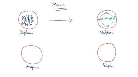 Solved Comparison Meiosis Mitosis Mitosis Meiosis Interphase
