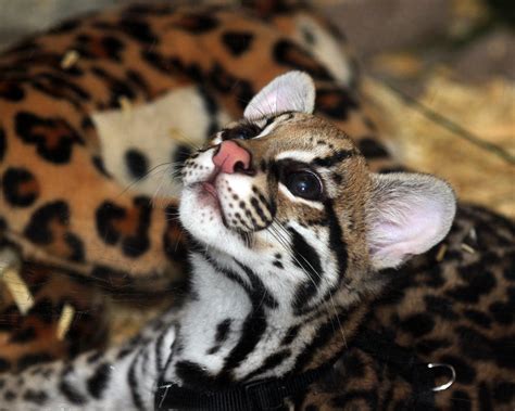 Hopeful Ocelot Cub By Jack 13 On Deviantart