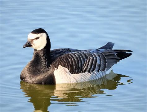 20 Types Of Geese Species Facts And Photos