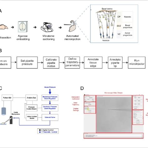 automated microinjection setup and protocol a overall protocol for