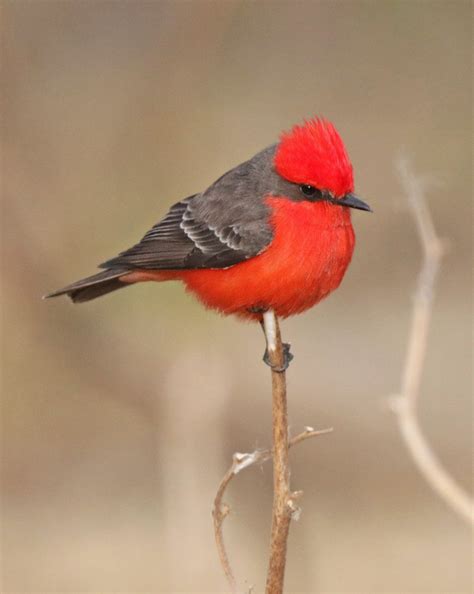 Птица с красным хвостом 28 фото красивые фото и картинки Pofoto Club