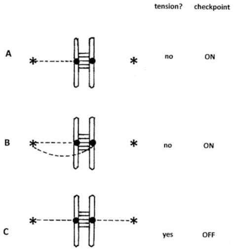 The Spindle Assembly Checkpoint And Speciation Chromosomal