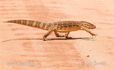 Varanus Exanthematicus Pictures Savannah Monitor Images Nature